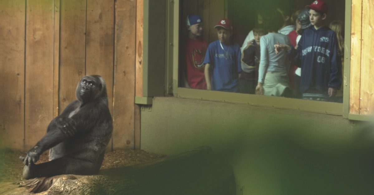 Zoo controversy raises pros, cons of putting animals in captivity ...