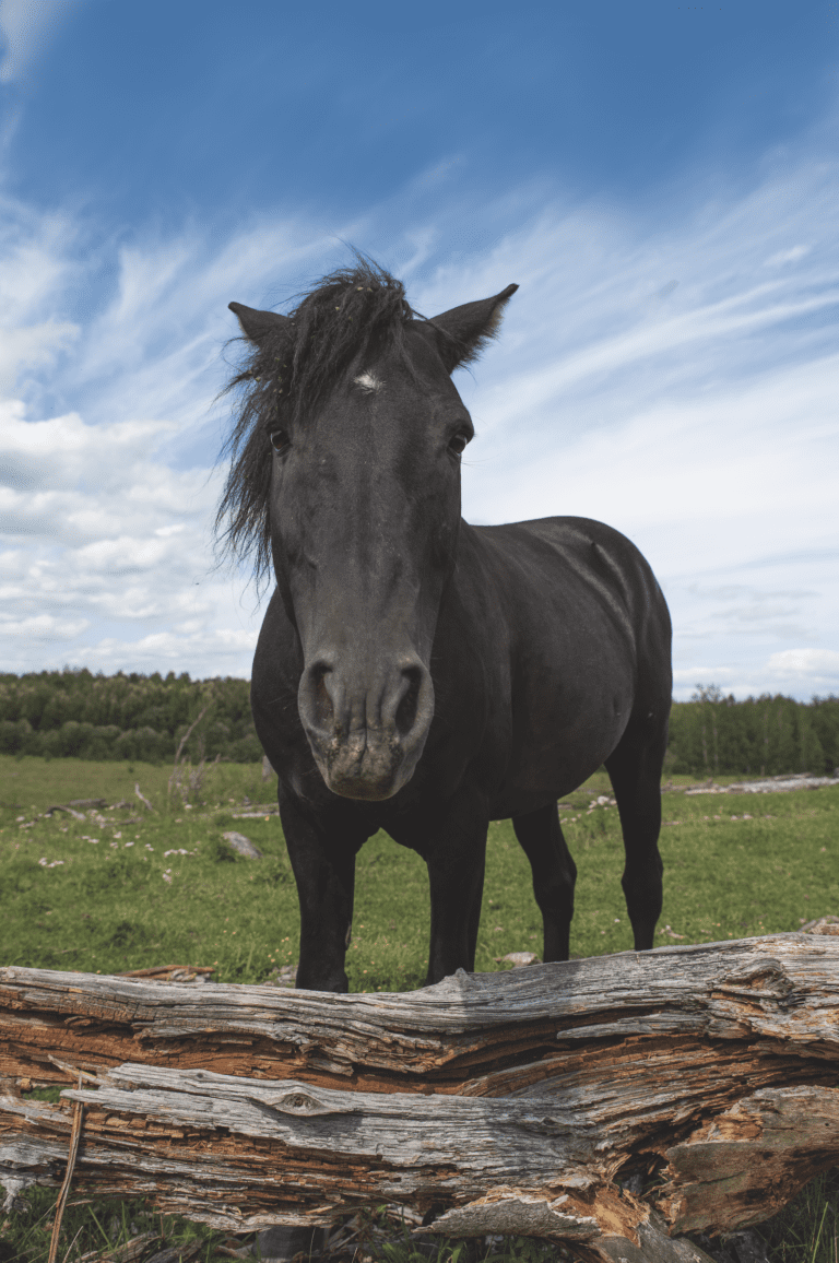 Lac La Croix pony saved from extinction by the Ojibwe | Broadview Magazine