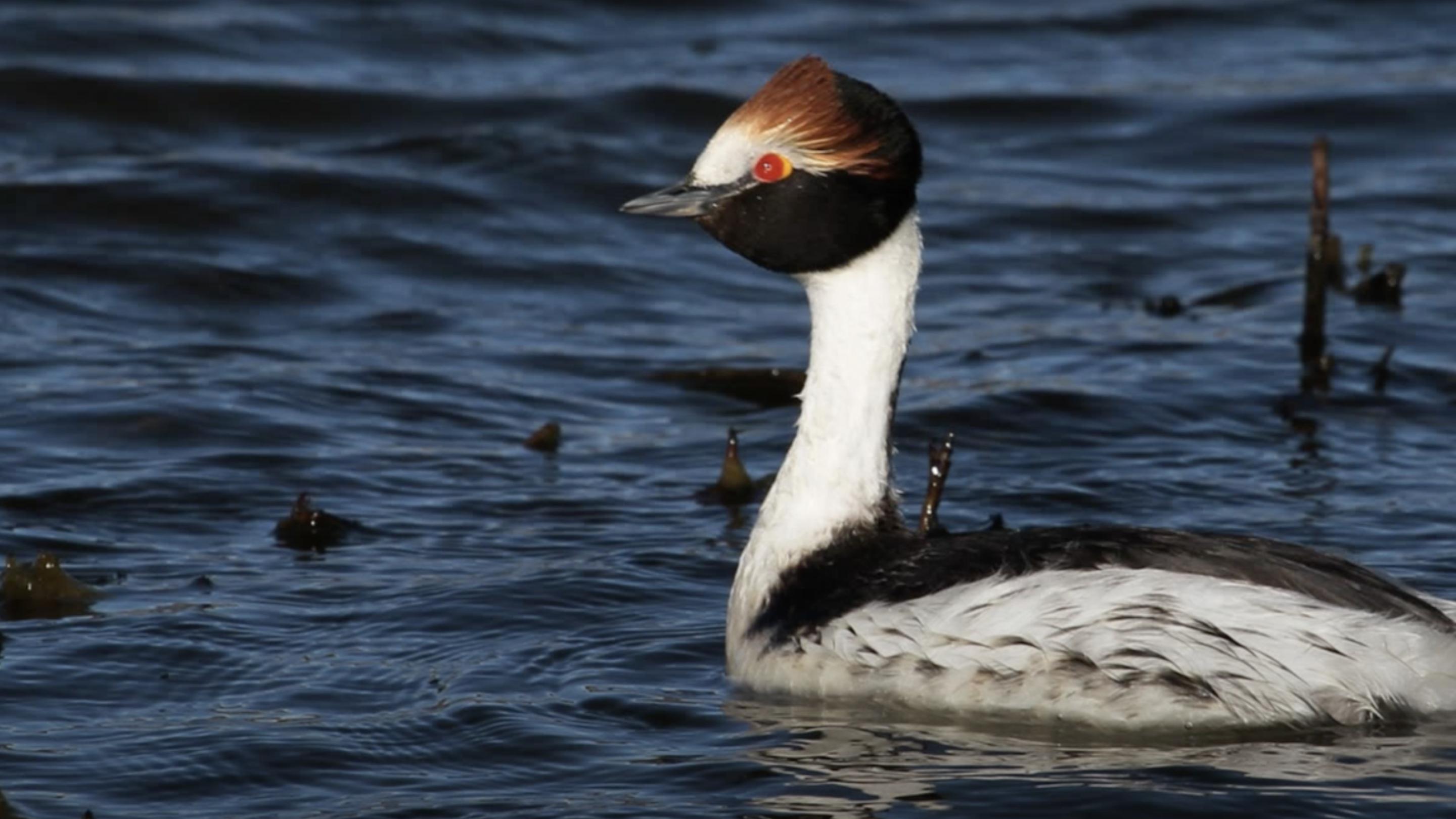 Losing the hooded grebe, part two | Broadview Magazine