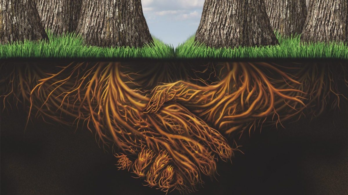 Japanese method can grow forests 10 times faster — and help heal our ...